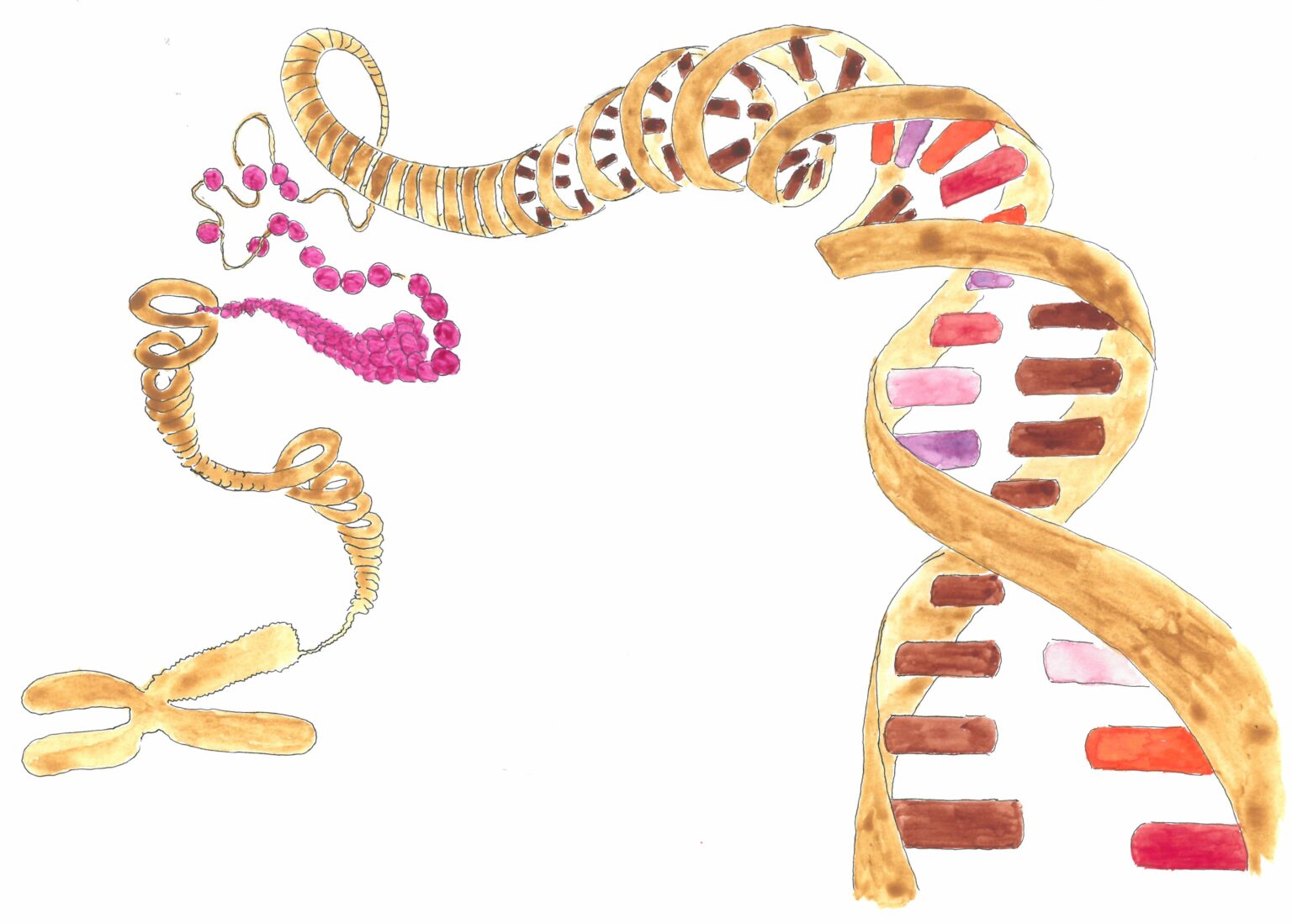 Hvad er DNA? – Fonder Science