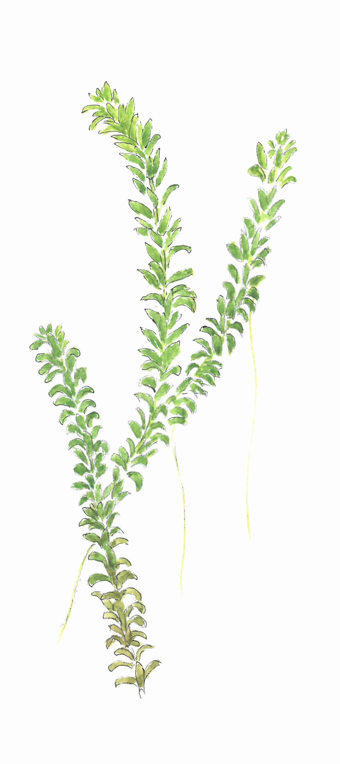 CO2 – INDIKATOR – Fonder Science