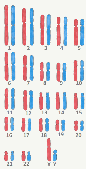KARYOTYPE – Fonder Science